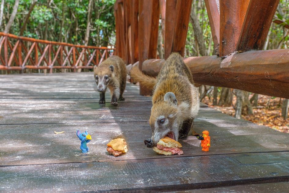 Coati in Mexico with Jamie Cobb – platypod.com