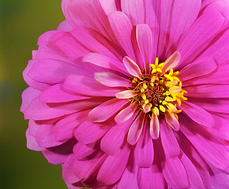 Macro Magic with Mike Moats – platypod.com