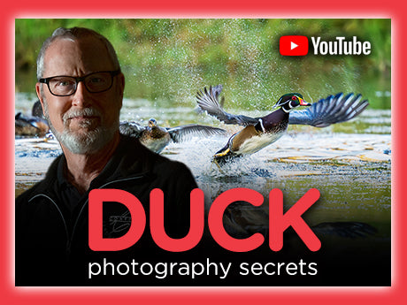 Duck Photography Secrets with Bob Coates – platypod.com
