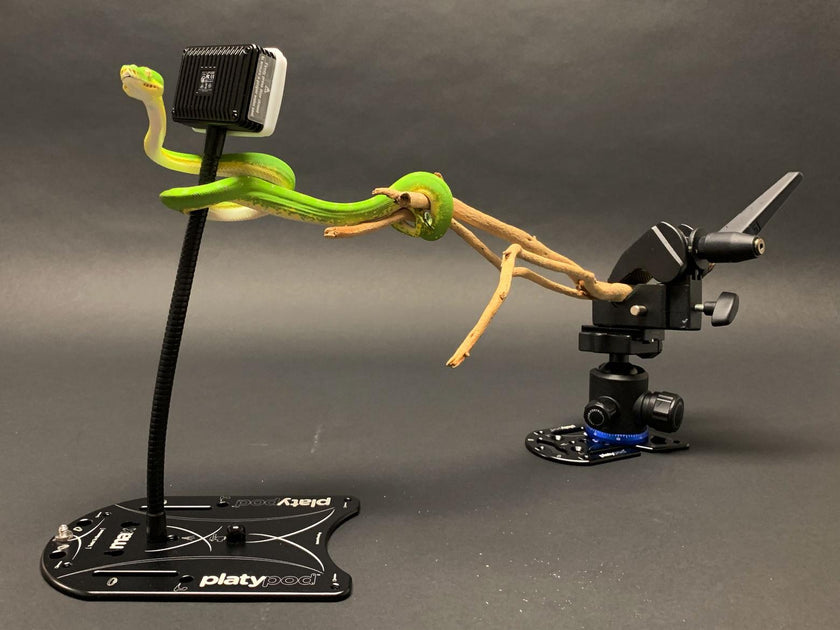 For the Love of Reptiles: Zac Herr photographs snakes with Litra and P ...