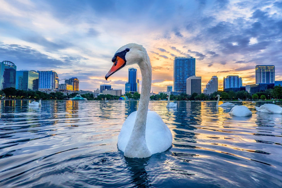 From Water Level: The Swan Hero Shot – platypod.com